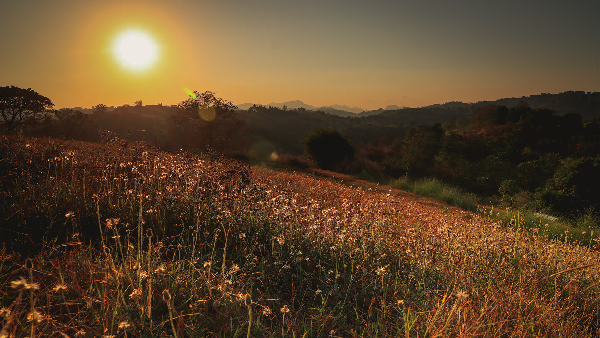 What We Do - Leonio Land